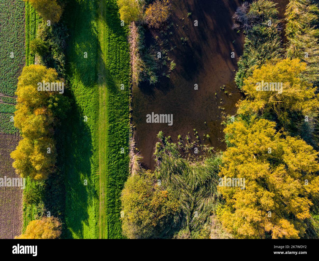 The course of the stream as an aerial view with trees, reeds and bushes ...