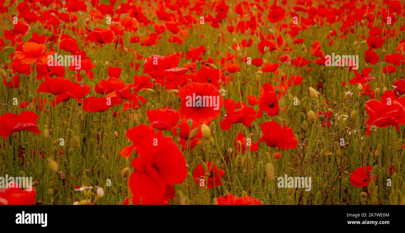 Poppy Fields Showing Bright Red Flowers for remembrance armistice ...