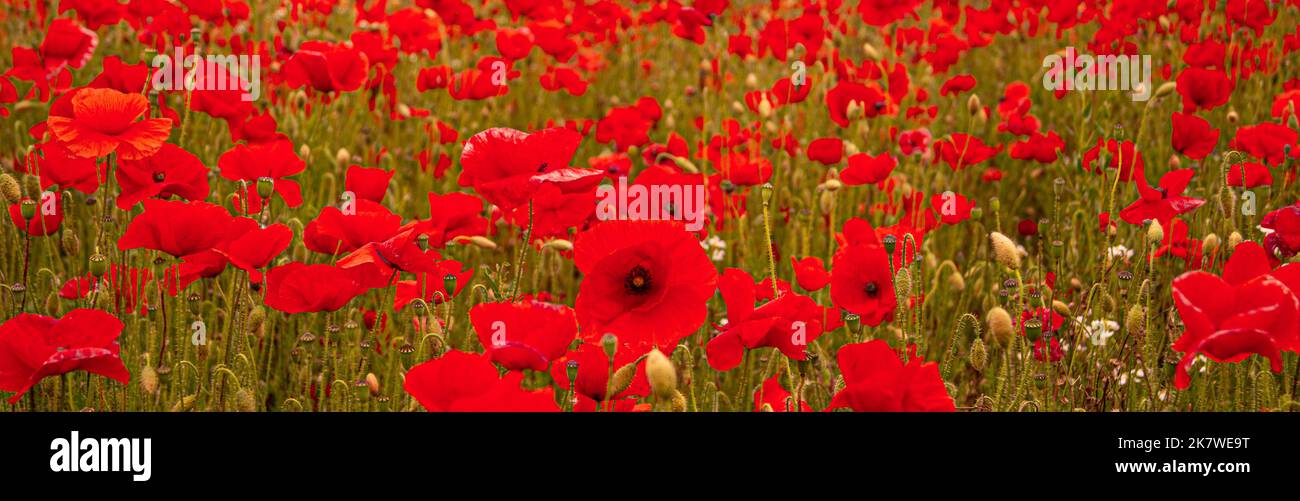 Poppy Fields Showing Bright Red Flowers for remembrance armistice ...