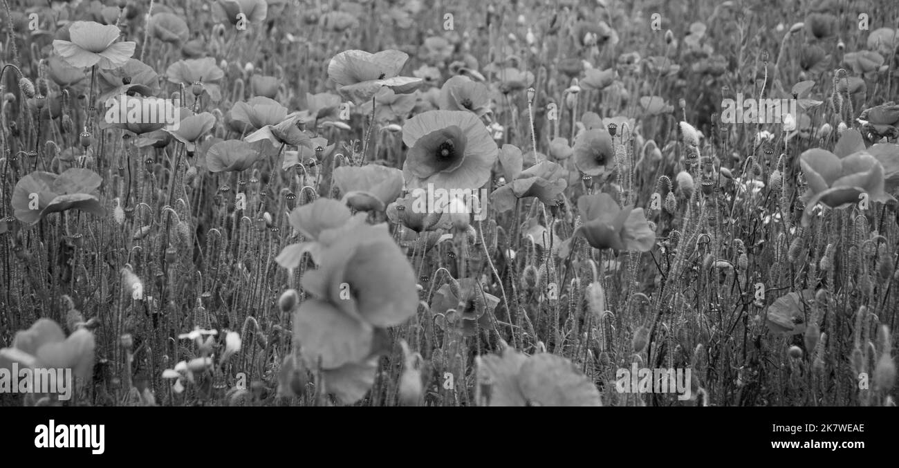Poppy Fields Showing Bright Red Flowers for remembrance armistice ...