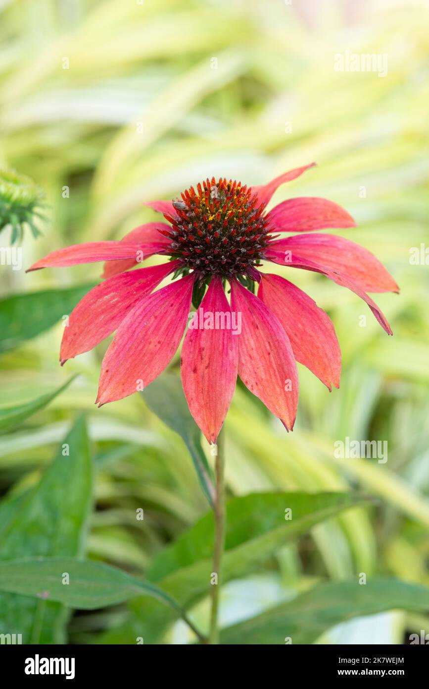 Echinacea hybrida cheyenne spirit hi-res stock photography and images ...