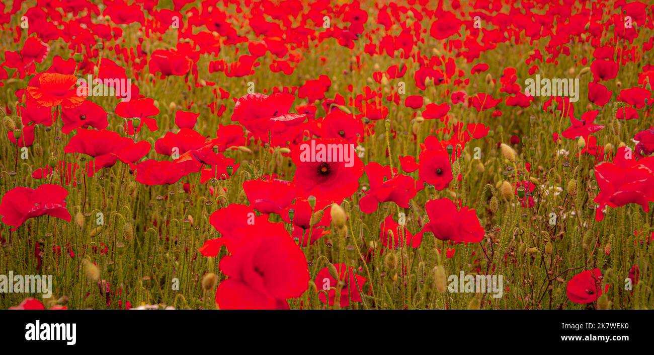 Poppy Fields Showing Bright Red Flowers for remembrance armistice ...