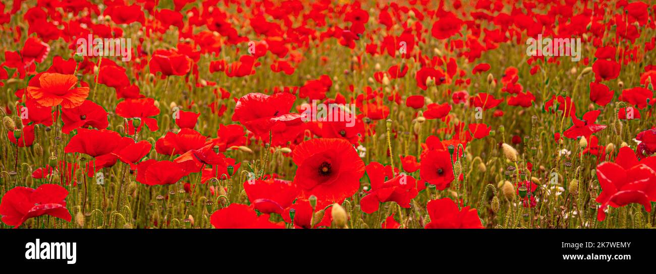 Poppy Fields Showing Bright Red Flowers for remembrance armistice ...