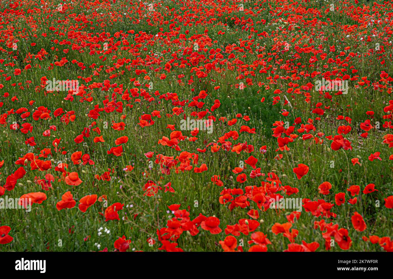 Poppy Fields Showing Bright Red Flowers for remembrance armistice ...