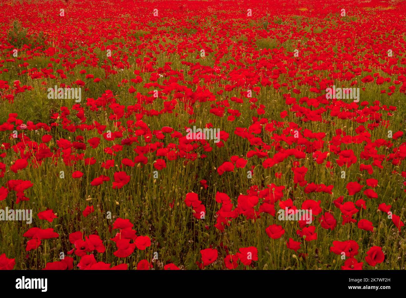 Poppy Fields Showing Bright Red Flowers for remembrance armistice ...