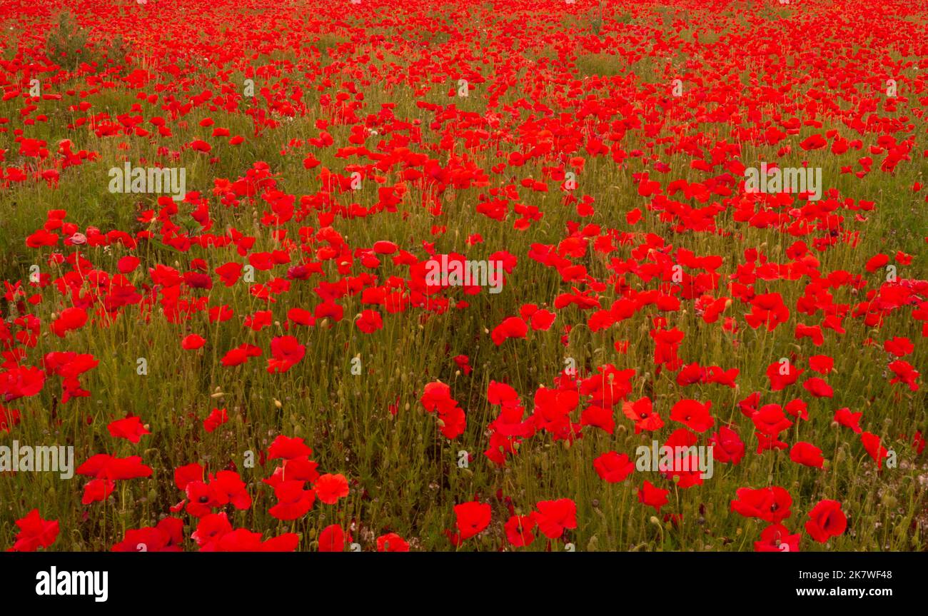Poppy Fields Showing Bright Red Flowers for remembrance armistice ...