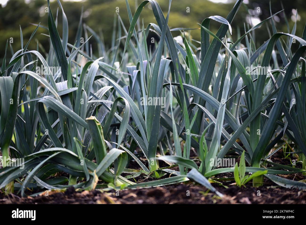 Welsh Leeks growing on an allotment in autumn Stock Photo - Alamy