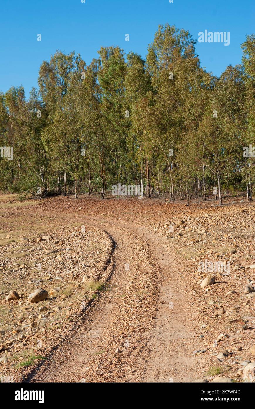 eucalyptus forest causing desertification and dryness of the earth ...