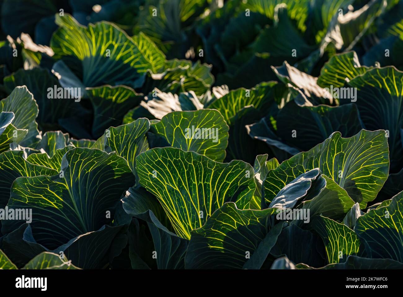 Striking grain and leaf veins on white cabbage against the light in ...