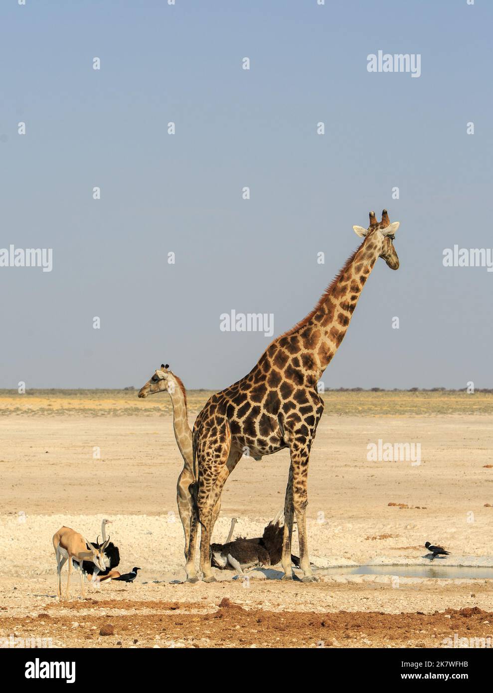 Attracting animals hi-res stock photography and images - Alamy