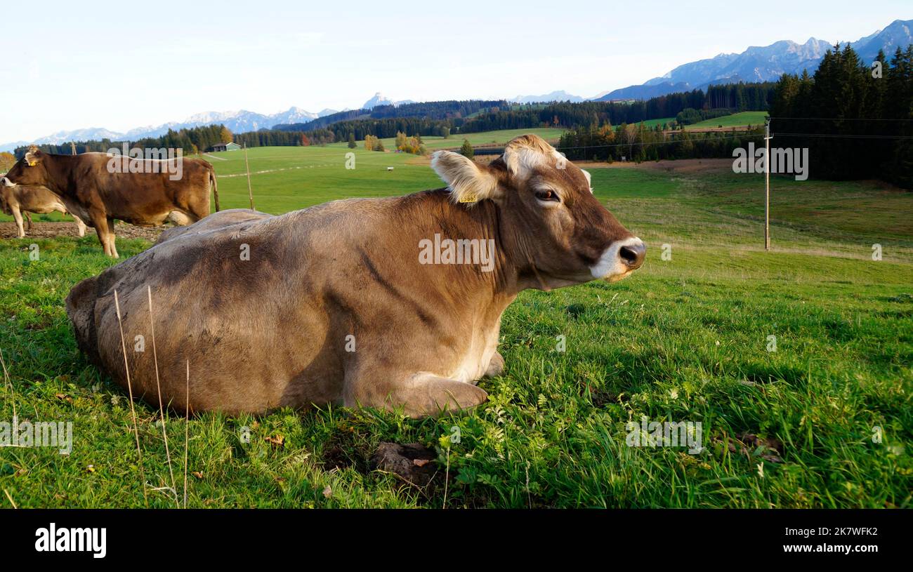cows grazing on the lush green alpine meadows with scenic alpine lake ...