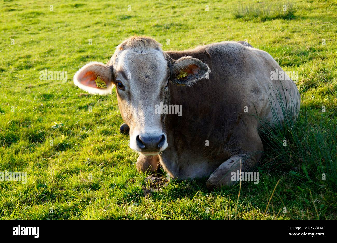 cow resting on the sun-drenched, green alpine meadow in Nesselwang in ...