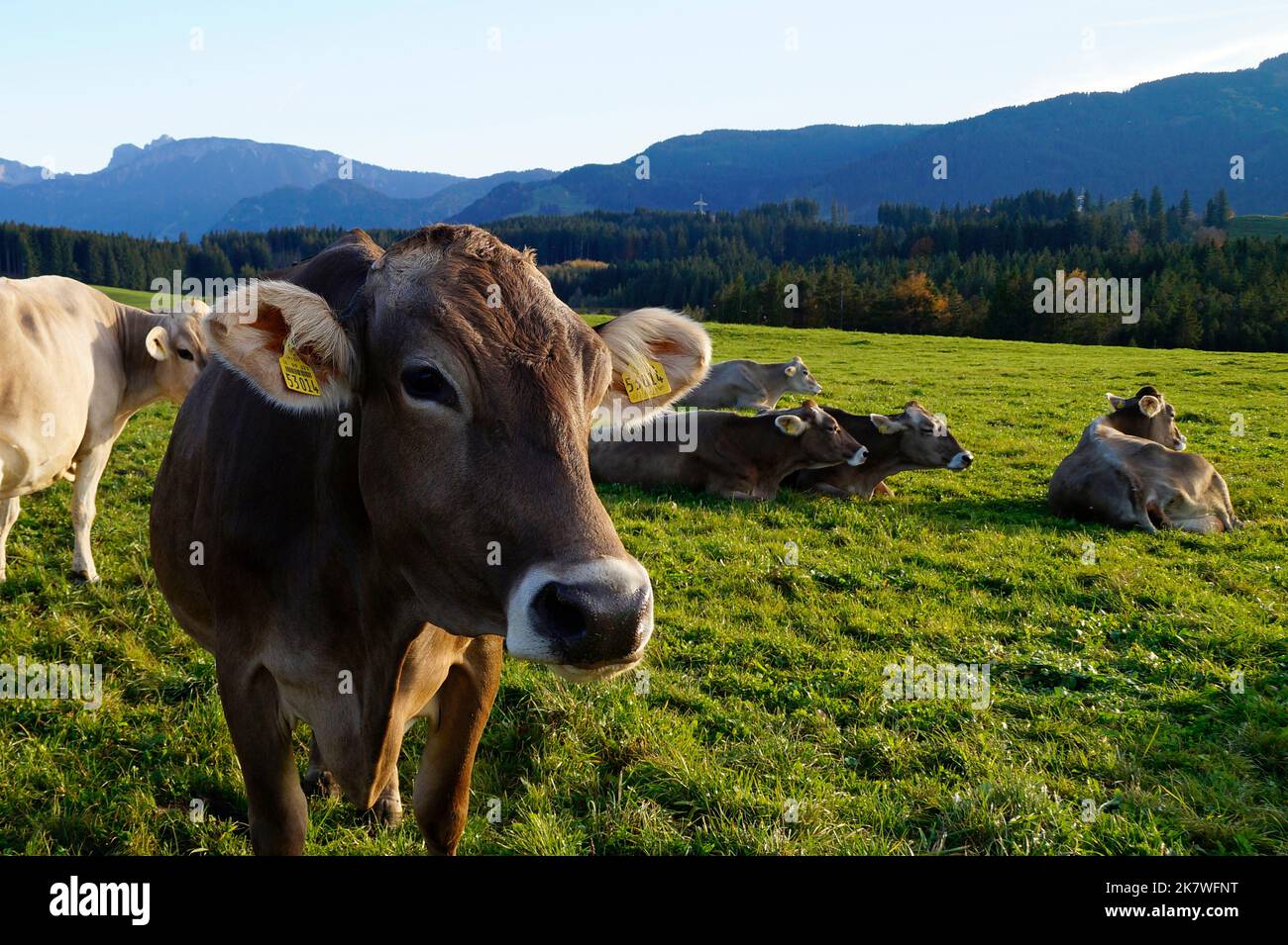 cows grazing on the lush green alpine meadows with scenic alpine lake ...