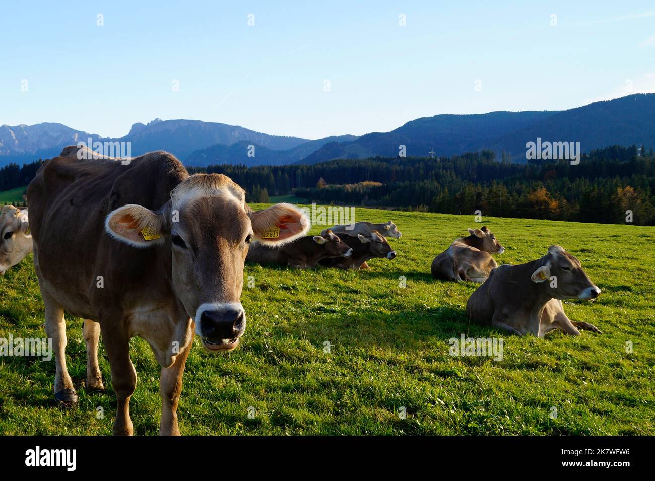 cows grazing on the lush green alpine meadows with scenic alpine lake ...