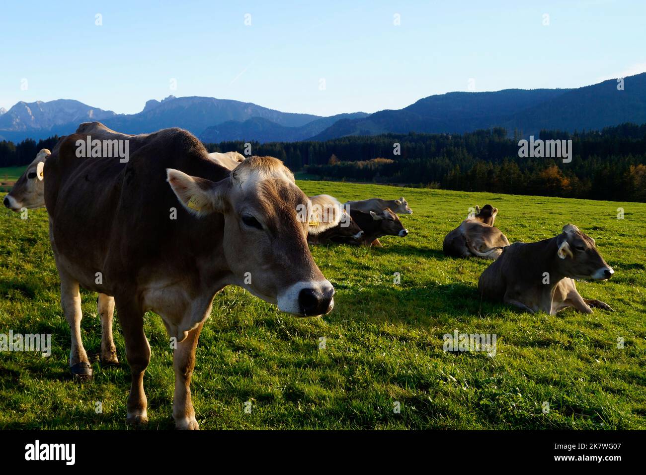 cows grazing on the lush green alpine meadows with scenic alpine lake ...