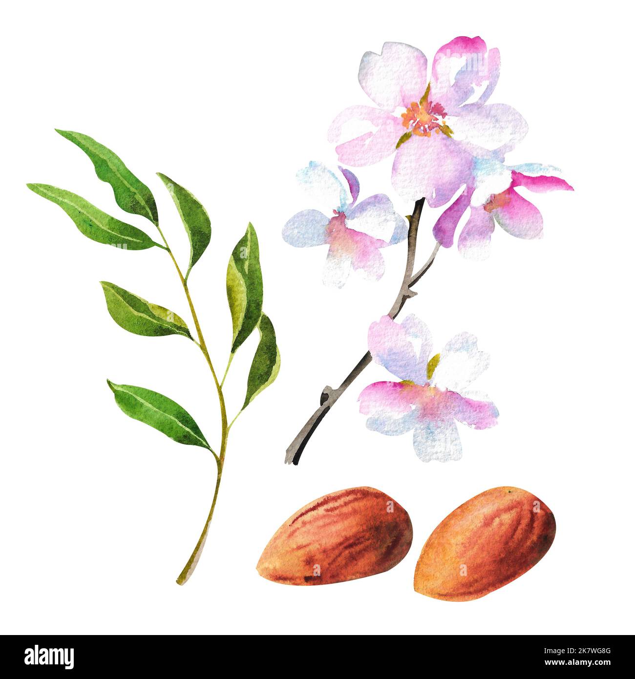 Watercolor almond. Almond nuts and flowers with a tree branch on a ...