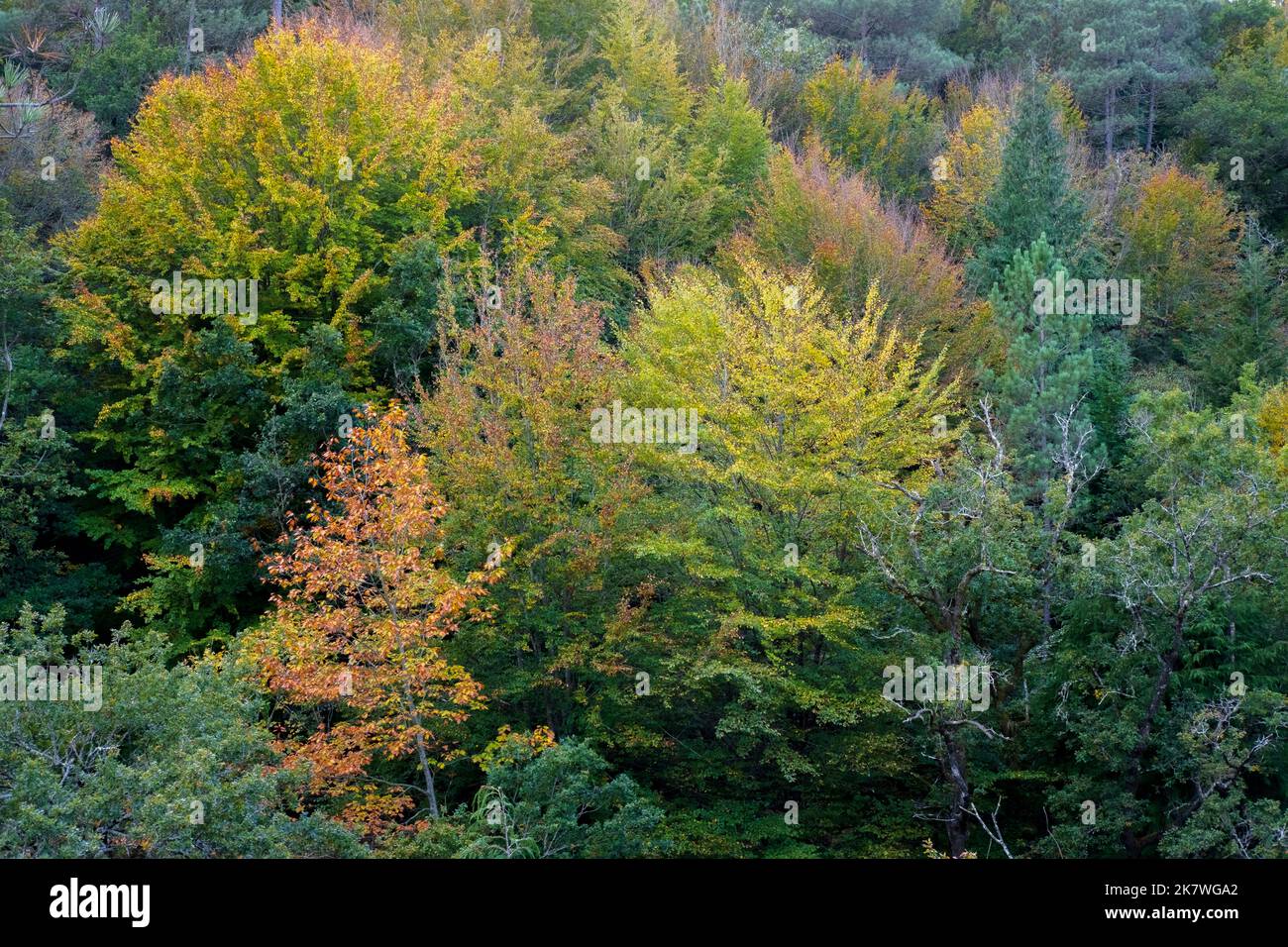 Peneda Gerês National Park, Portugal - 26 October 2021 : Autumn at Mata ...