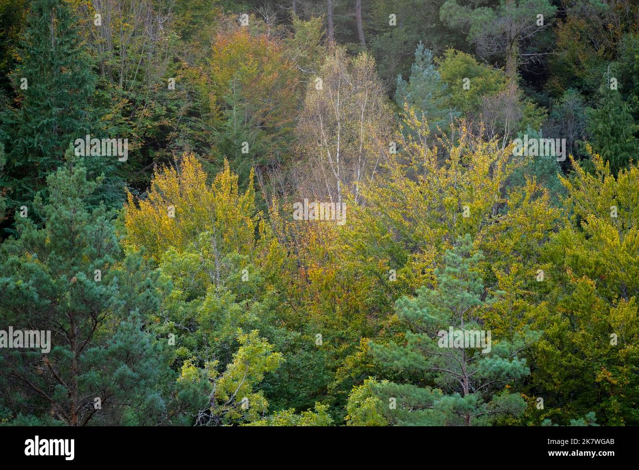 Peneda Gerês National Park, Portugal - 26 October 2021 : Autumn at Mata ...