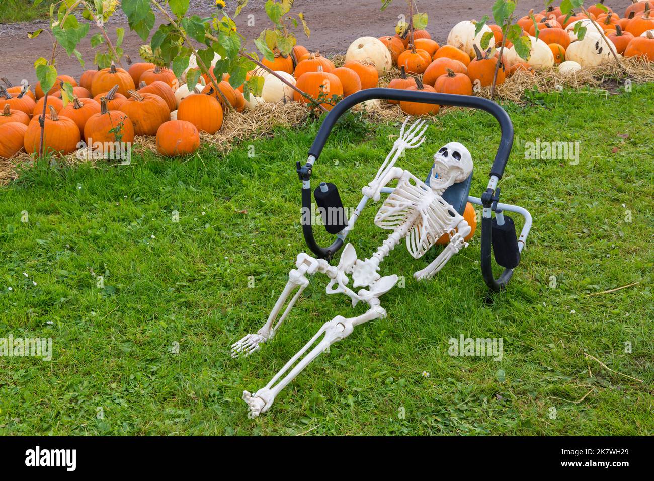 Pumpkin Time at Sunnyfields Farm in Totton, Hampshire UK in October as ...