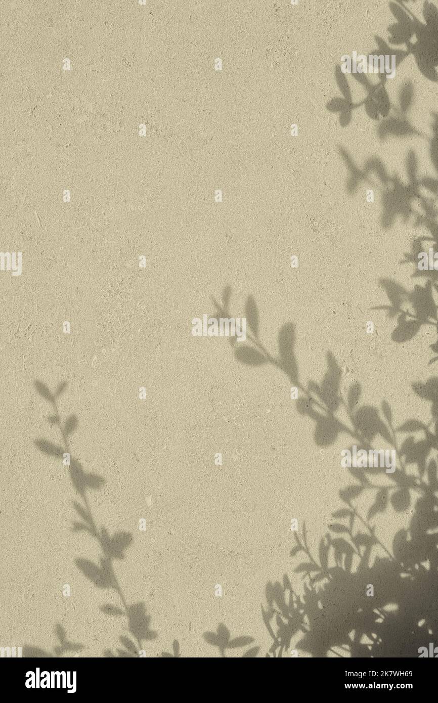 Shadow of leaves on beige concrete wall texture background Stock Photo - Alamy