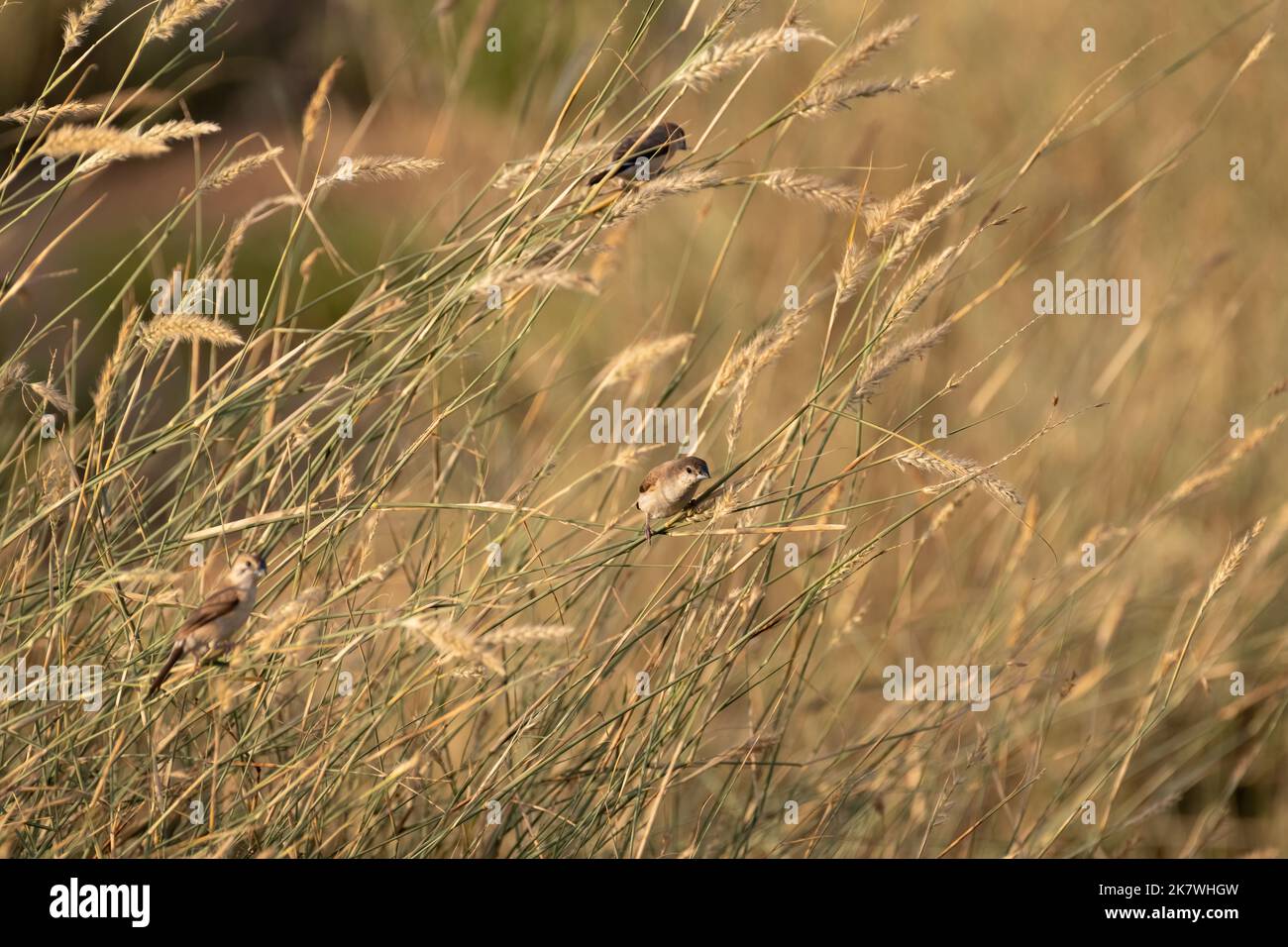 A small group of Indian silverbill (Euodice malabarica), feeding among ...