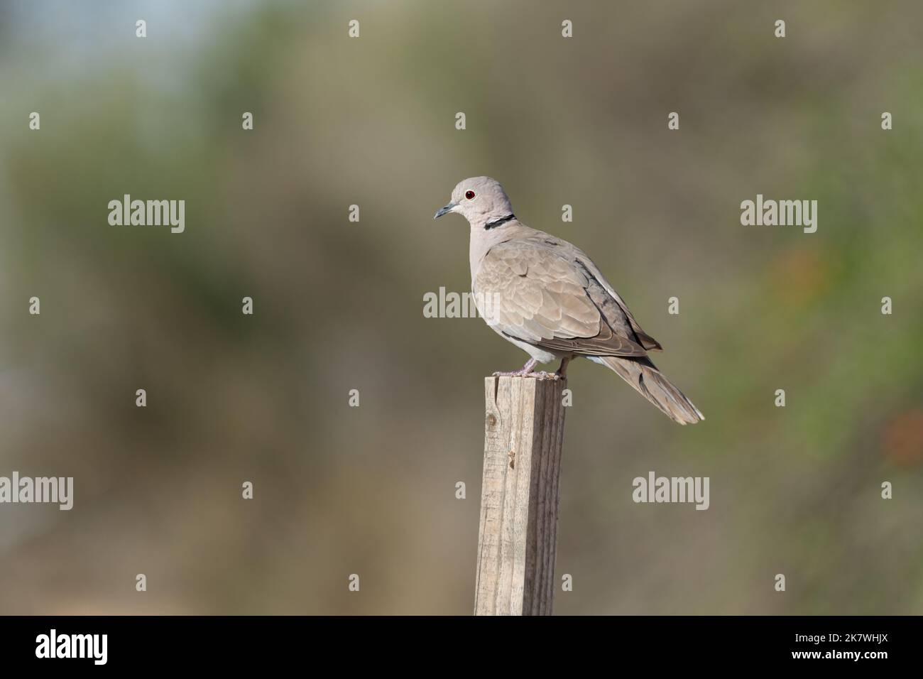 Side view of collared dove hi-res stock photography and images - Alamy