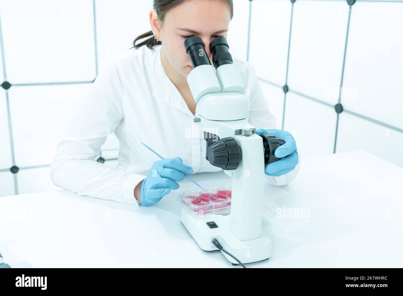 female laboratory assistant in a medical dermatology laboratory ...