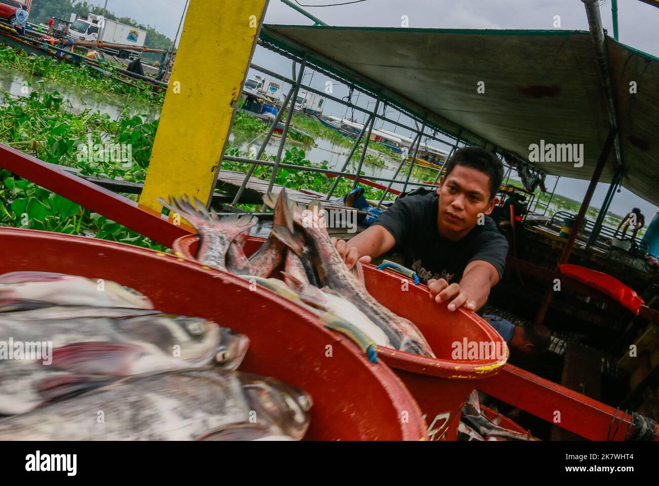 Fishermen unloads 2.5 tons of Bighead Carp caught in Binangonan ...