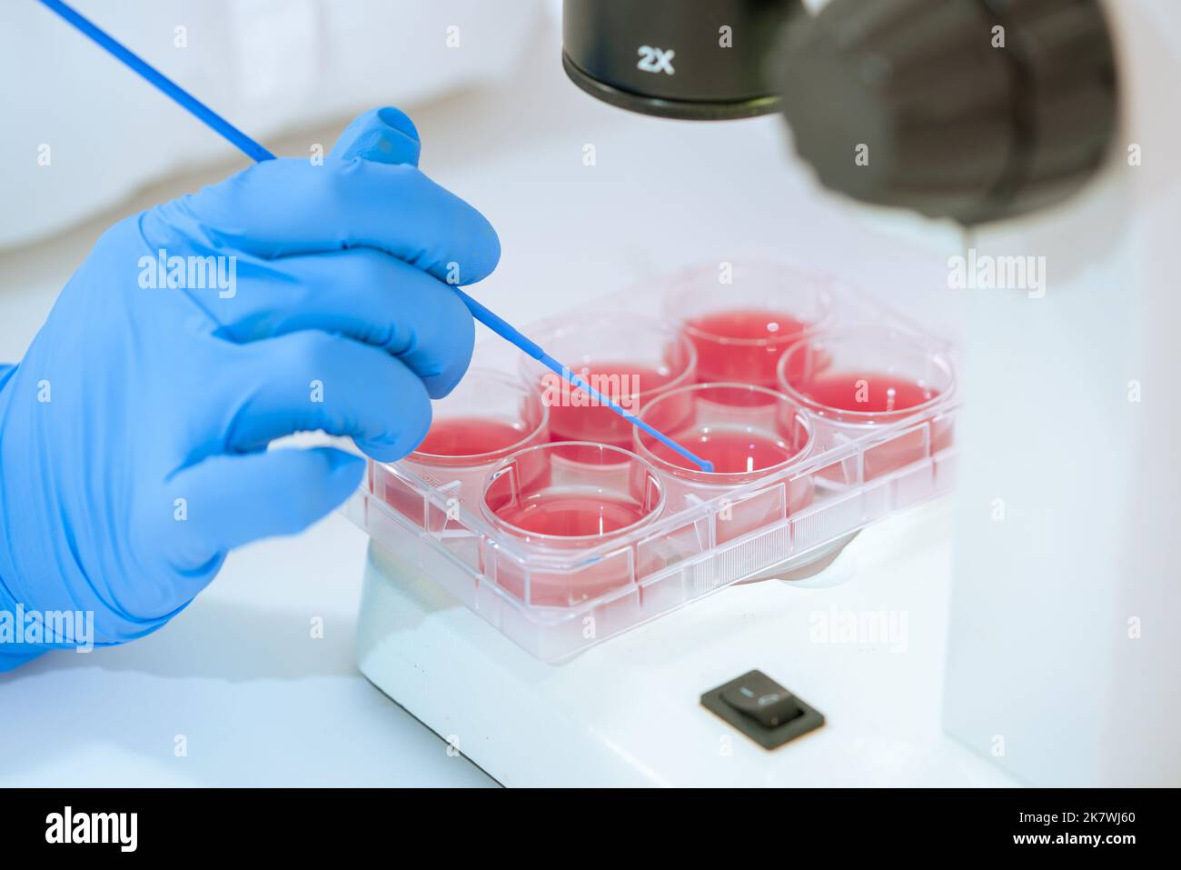 scientist examines the sowing of pathogenic microflora in Petri dishes ...