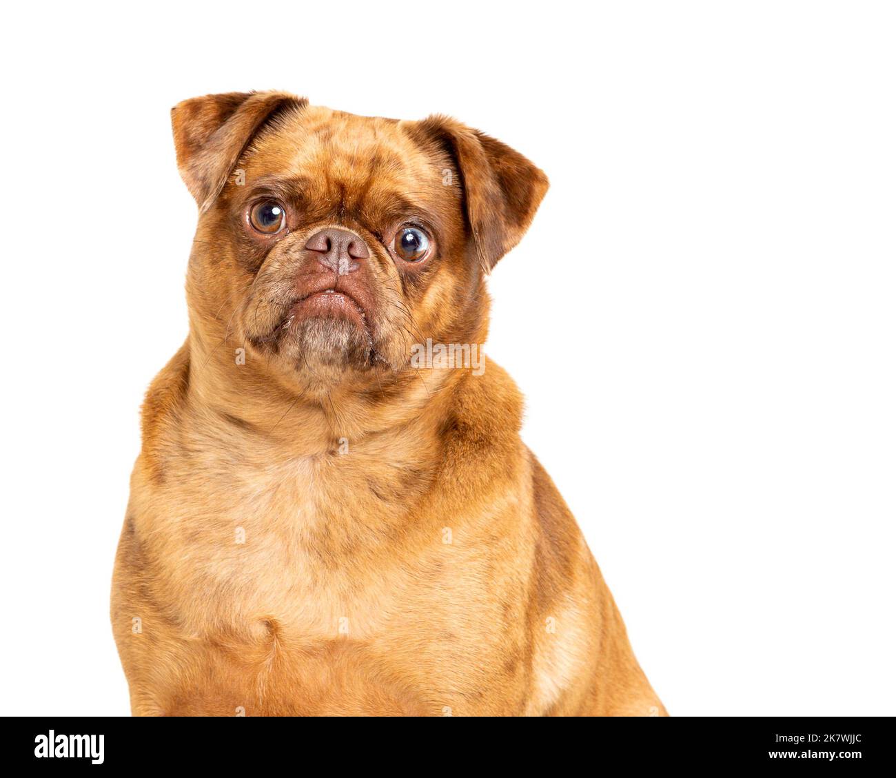 Is A Griffon Nivernais A Good Family Dog