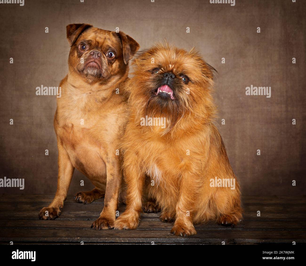 Picture of a Pug Griffon Dog in a Professional Studio Environment Stock ...