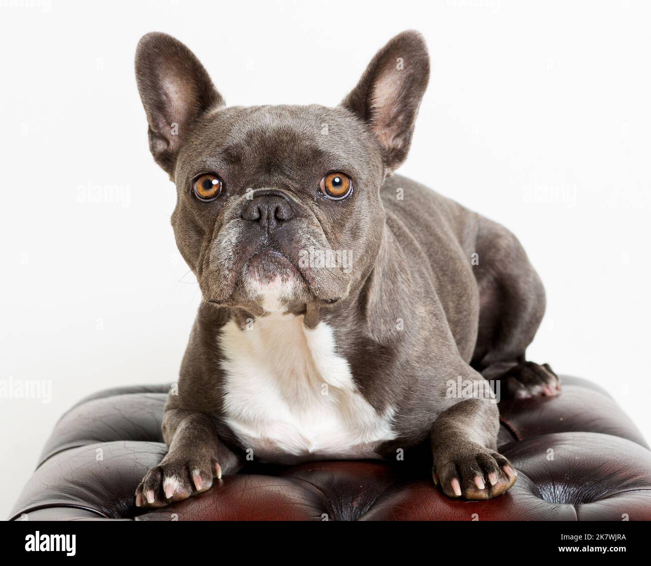 Picture of a Blue French Bulldog in a Professional Studio Environment ...