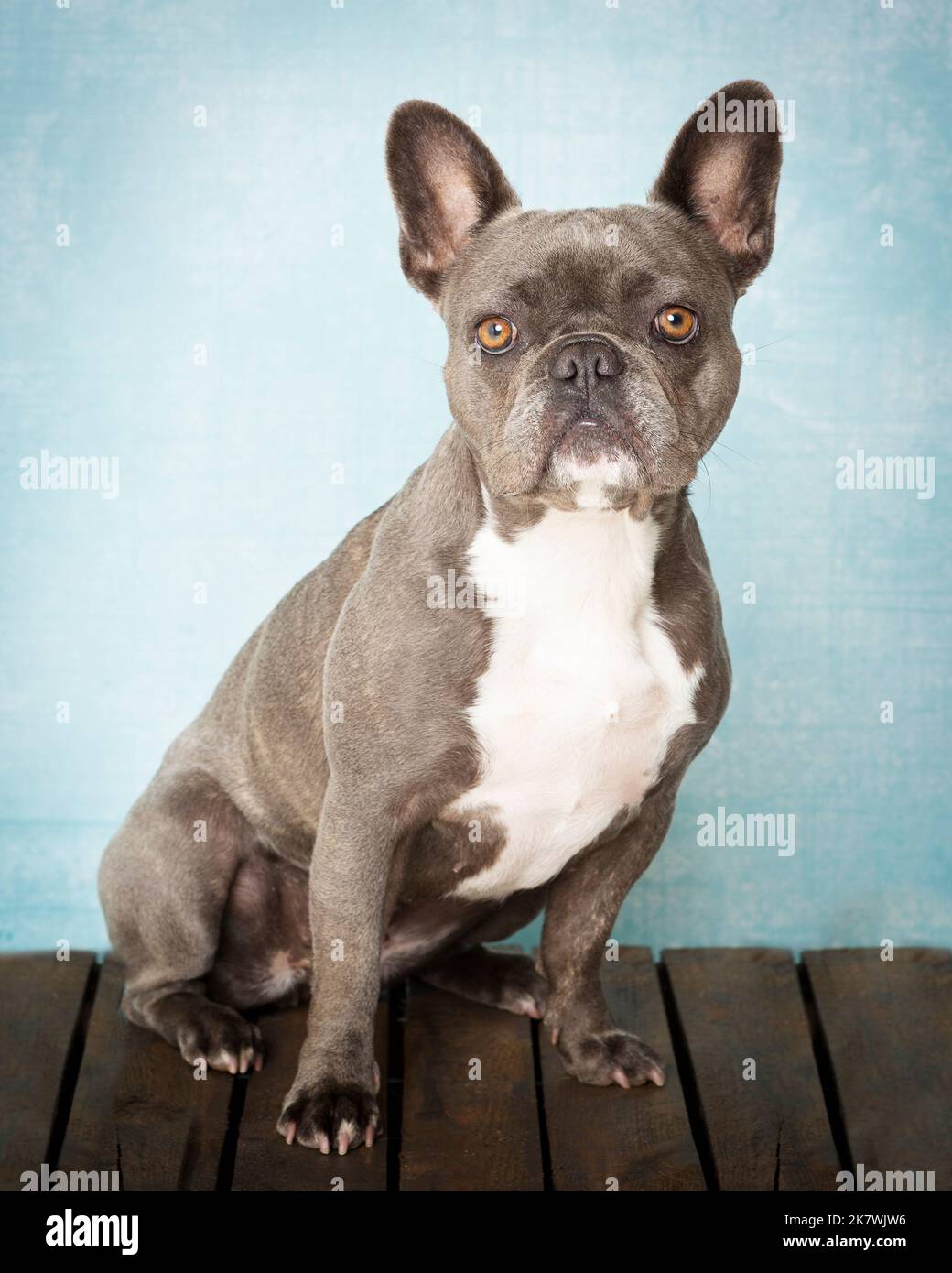 Picture of a Blue French Bulldog in a Professional Studio Environment ...