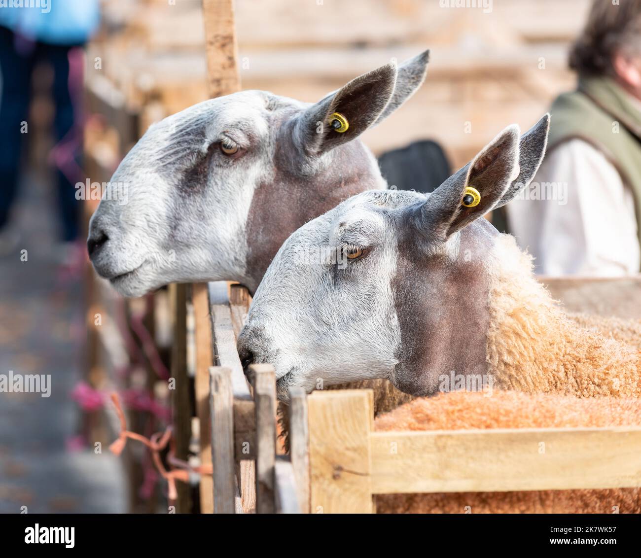 Blue faced Leicester sheep at an agricultural show Stock Photo - Alamy
