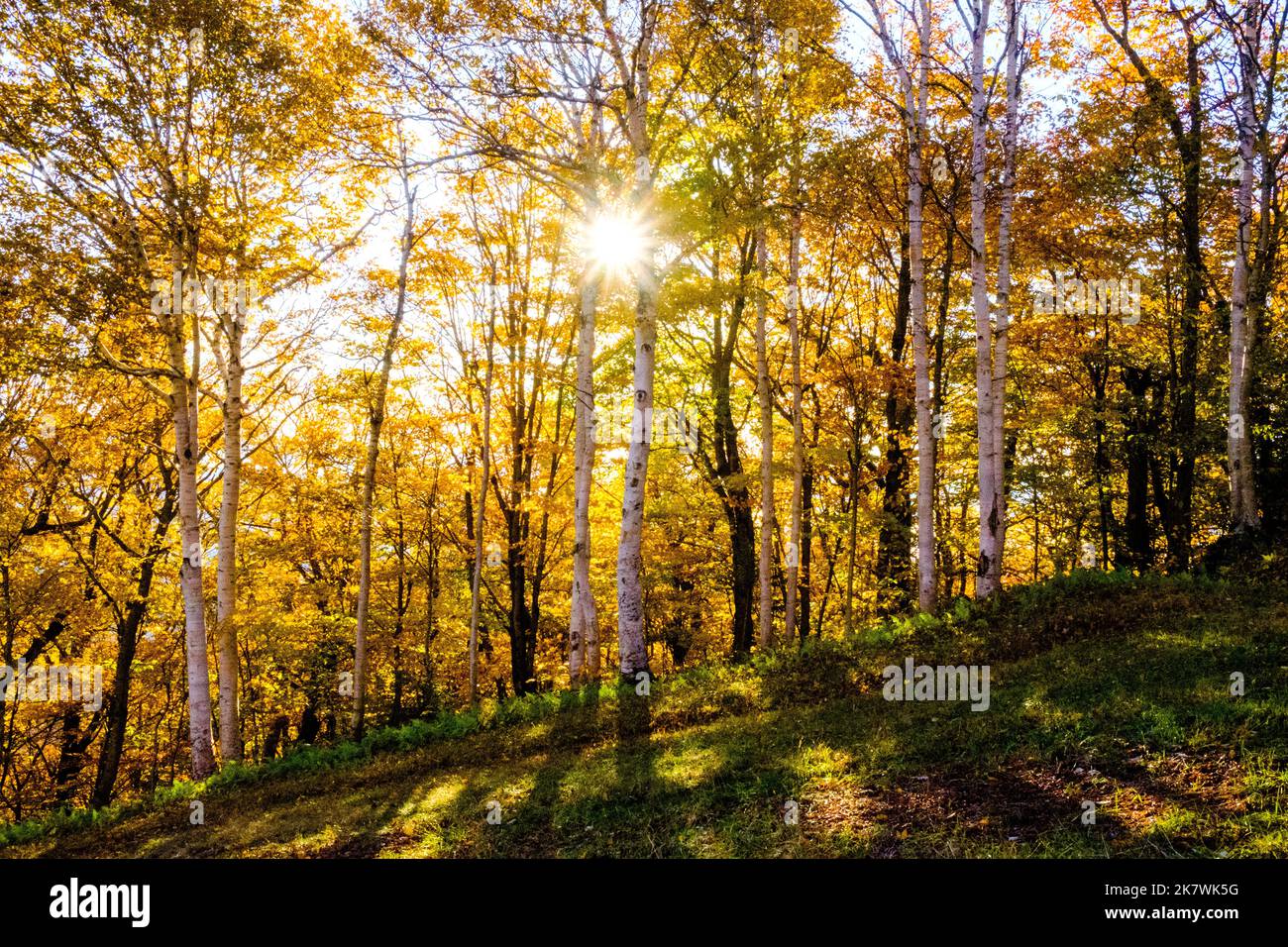 Colorful autumn fall foliage views on Mt. Mansfield, Stowe, VT, New ...