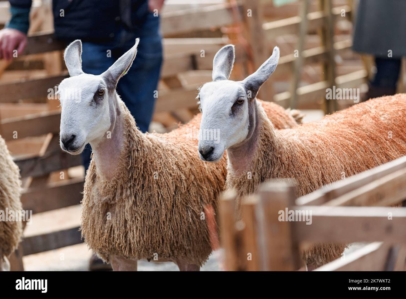 Border leicester sheep livestock hi-res stock photography and images ...