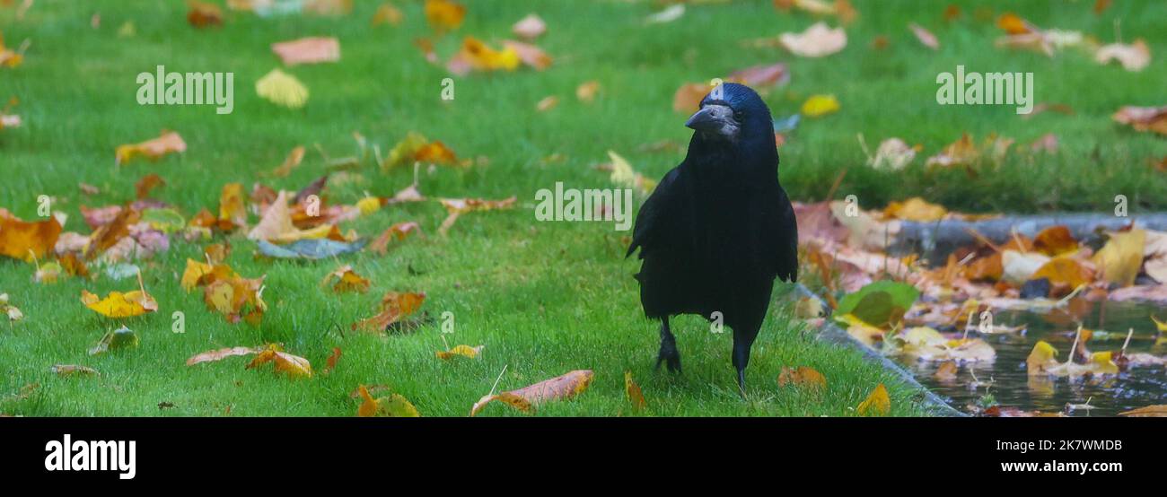 Moira, County Down, Northern Ireland, UK. 19 Oct 2022. UK weather -a ...