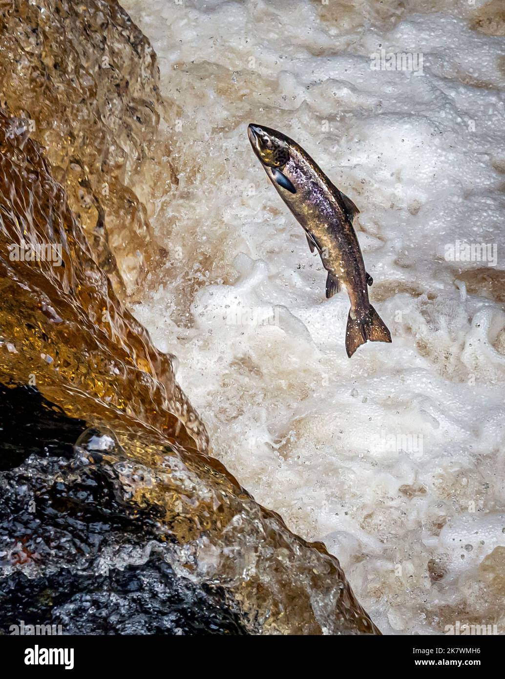 Salmon leap up Stainforth Force on the River Ribble in the Yorkshire ...