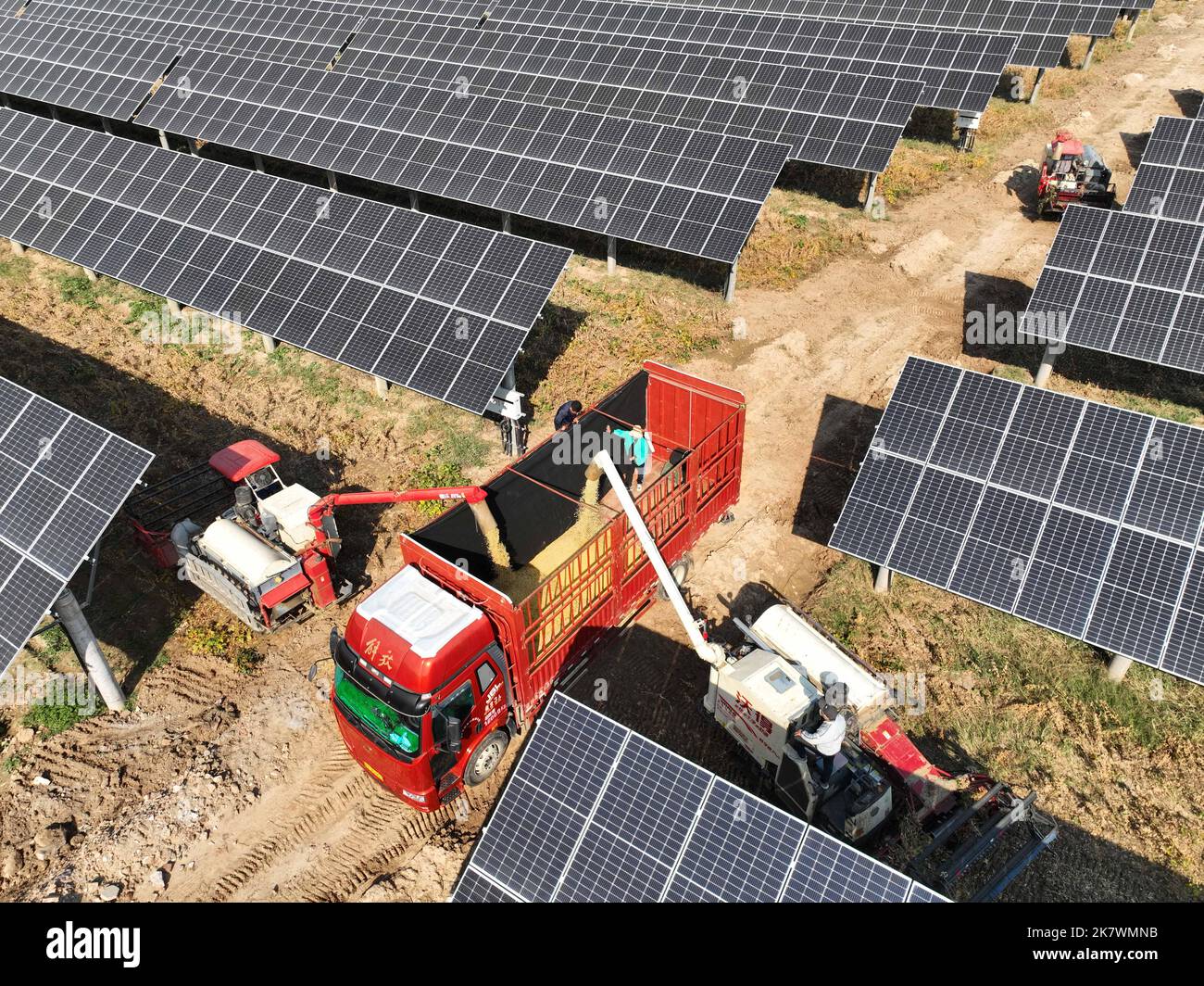 LIAONING, CHINA - OCTOBER 19, 2022 - Combine harvesters harvest ...