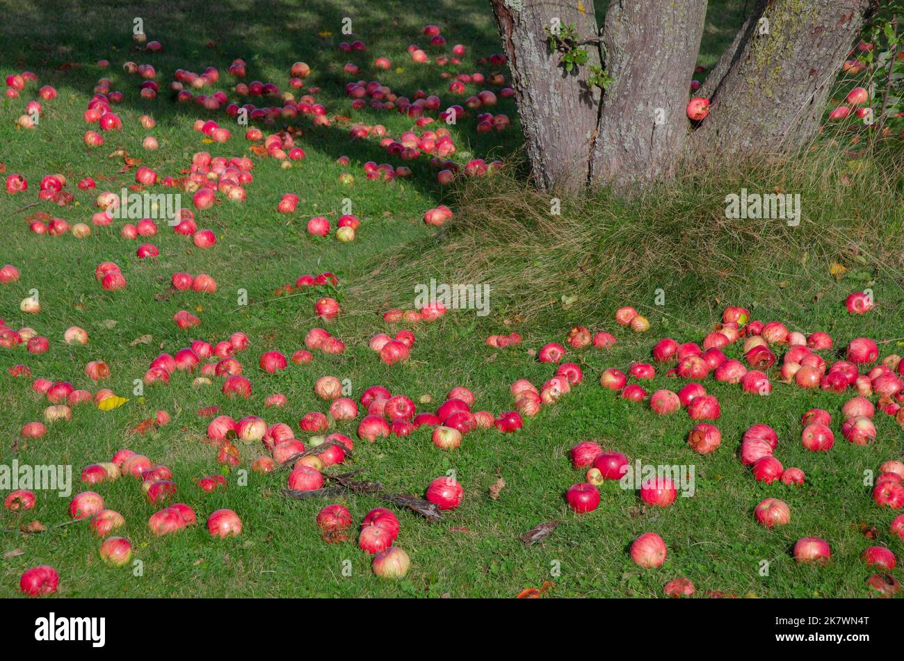 Apples litter the ground underneath an apple tree at the Grand View ...