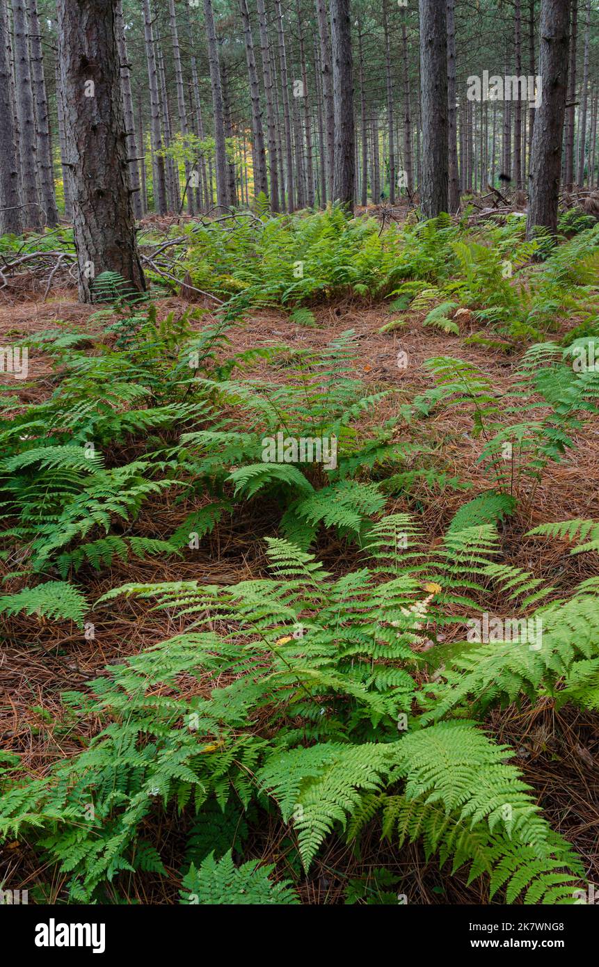 Ferns grow amongst the pines in a plantation forest in Whitefish Dunes ...
