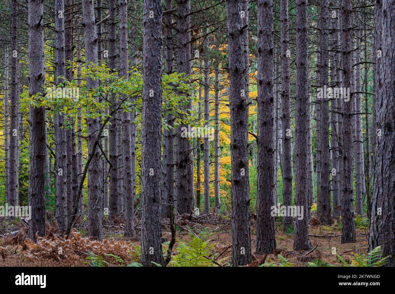 Maple saplings grow amongst the tall straight spruce trees in a ...