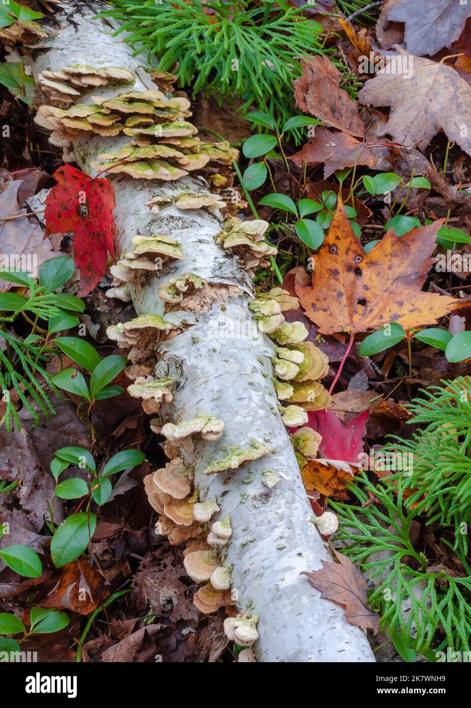 Cave fungi hi-res stock photography and images - Alamy