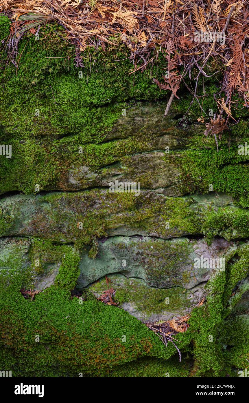 Moss and forest duff dress an ancient limestone shoreline ledge at Toft ...