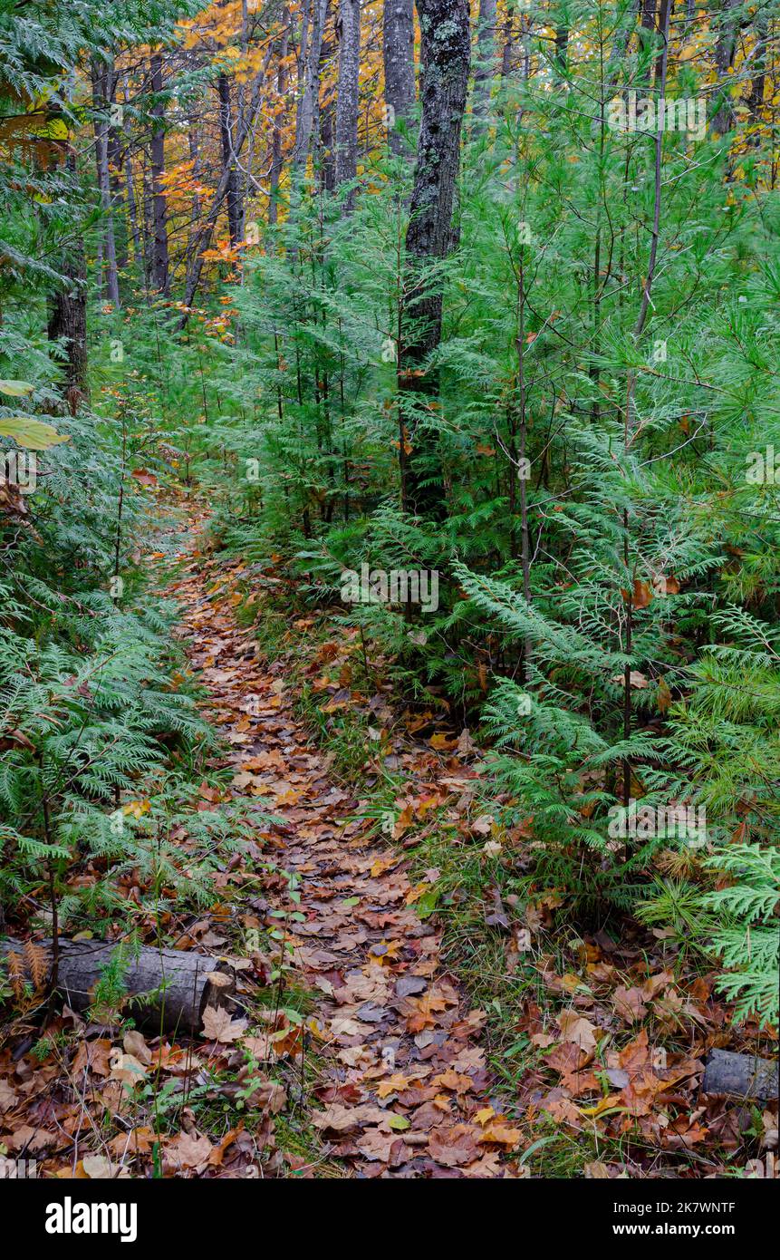 A trail cuts through the forest and through a clump of young cedar ...