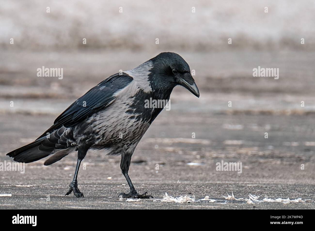Scottish hooded crow hi-res stock photography and images - Alamy