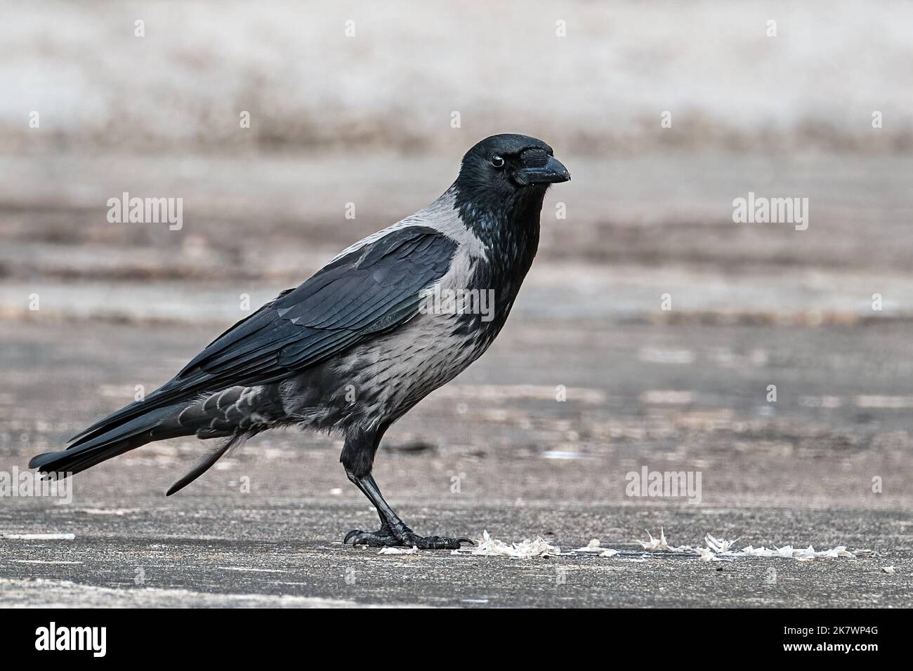 Scottish hooded crow hi-res stock photography and images - Alamy