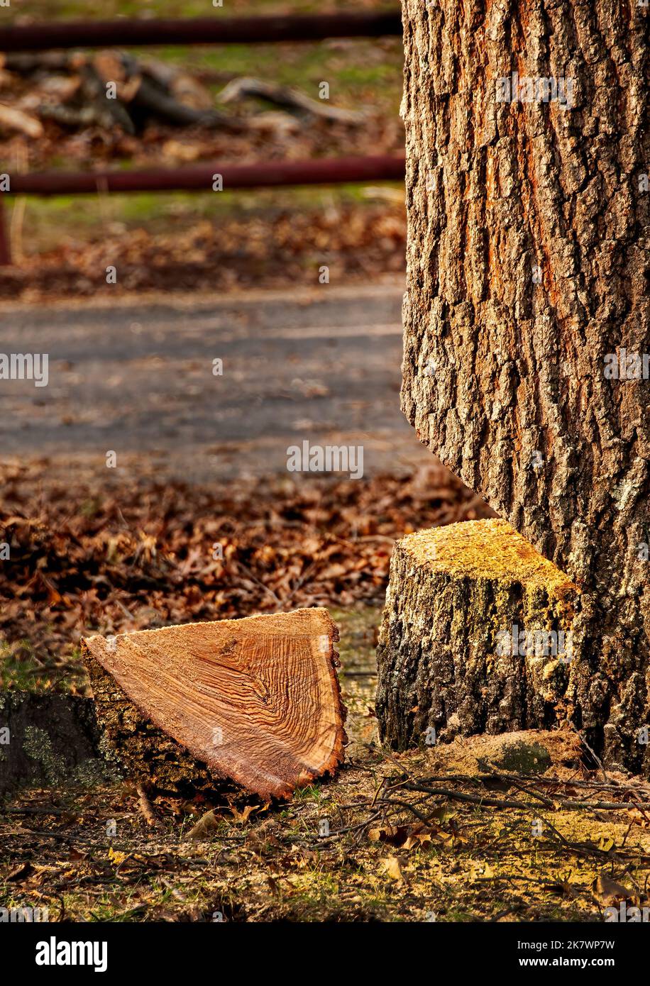 Wedge removed hi-res stock photography and images - Alamy