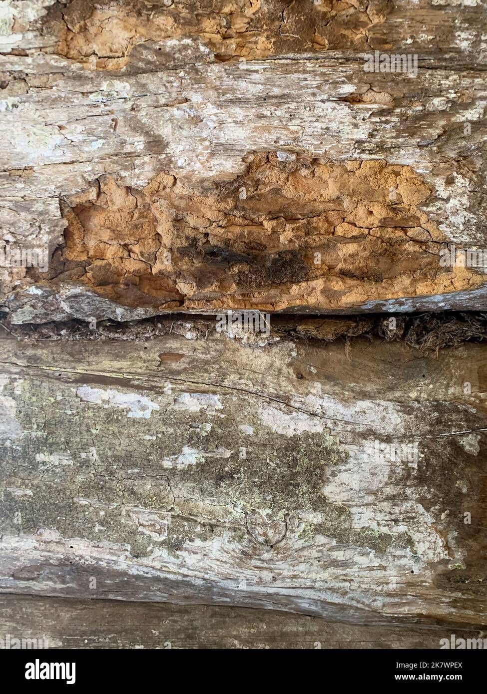 Wooden background, old rotten wood structure. Studio Photo Stock Photo ...