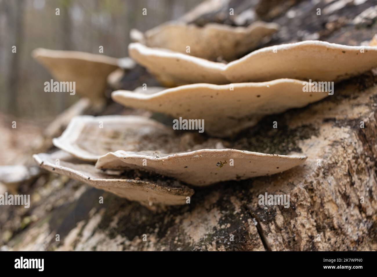 Large parasitic mushroom that grows on tree trunks. Tinder fungus, hoof fungus, tinder conk ...